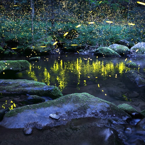 Reflections Photo of Fireflies Lightning Bugs Synchronous | Etsy