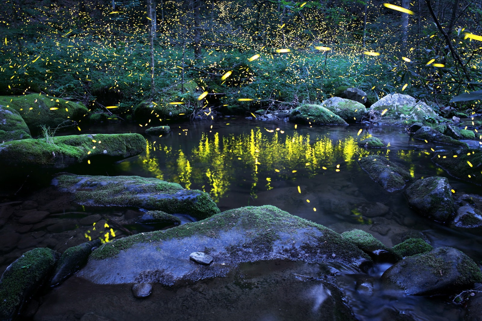 Reflections - Photo of Fireflies, Lightning Bugs, Synchronous Fireflies ...