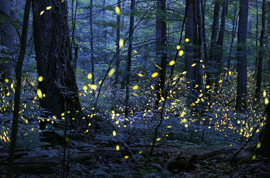 Gathering of Souls - Forest, Landscape, Fireflies, Lighting Bugs ...