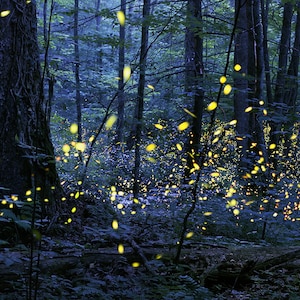 Gathering of Souls - Forest, Landscape, Fireflies, Lighting Bugs ...