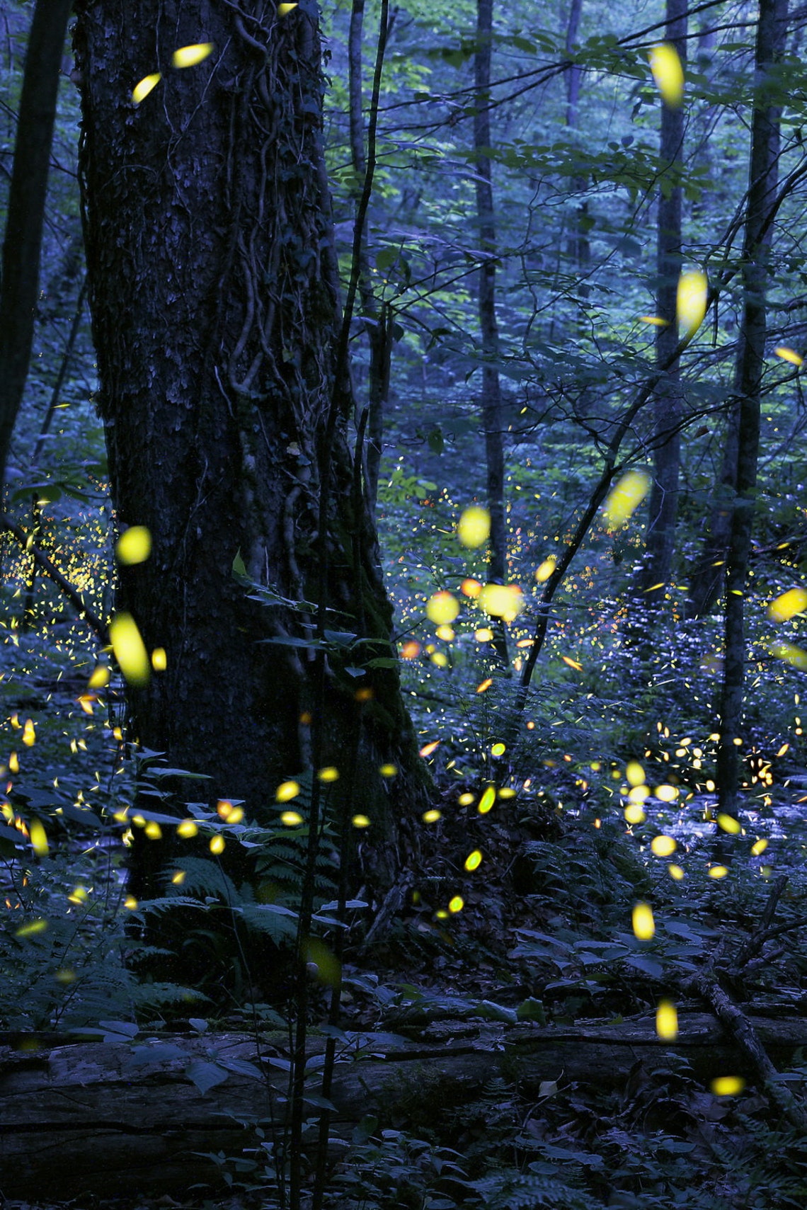 Gathering of Souls - Forest, Landscape, Fireflies, Lighting Bugs ...