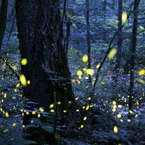 Gathering of Souls - Forest, Landscape, Fireflies, Lighting Bugs ...