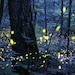 Gathering of Souls - Forest, Landscape, Fireflies, Lighting Bugs ...