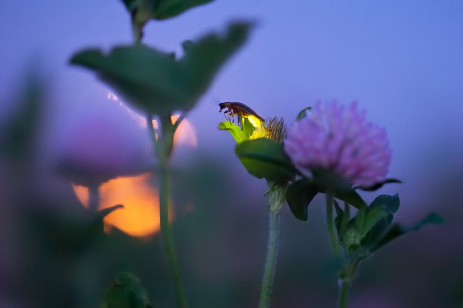 Firefly "clover Moon" - Photo of a Firefly Close-up Macro With Golden ...