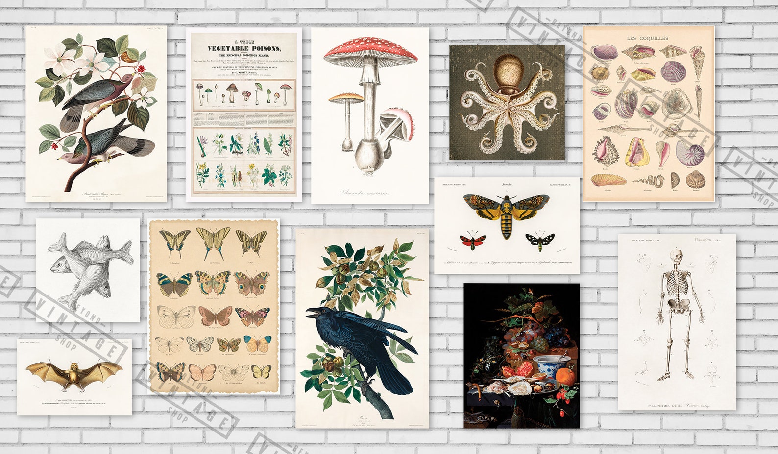 Light Academia Gallery Wall Poster Prints Bundle 13 Vintage | Etsy