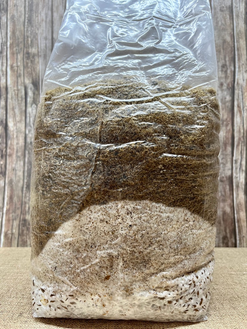 Sterile All-in-one Sawdust Mushroom Grow Bag With Injection Port ...