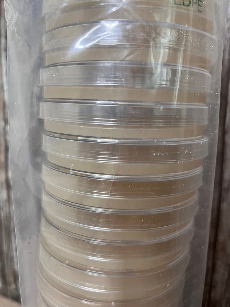 Pre-poured MYA Agar Plates: Mycelium Cultivation, Free Parafilm - Etsy