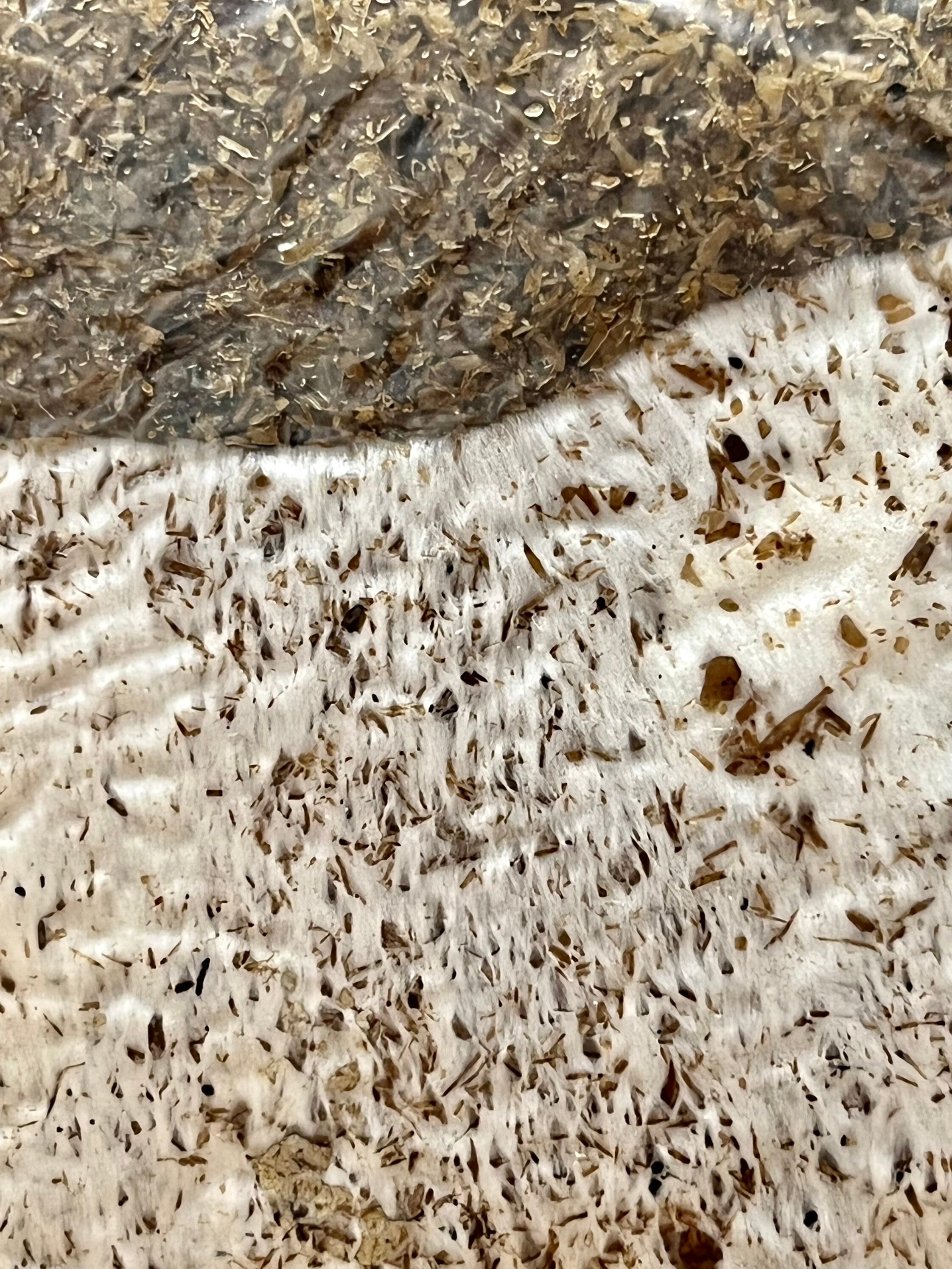 Sterile All-in-one Sawdust Mushroom Grow Bag With Injection Port ...