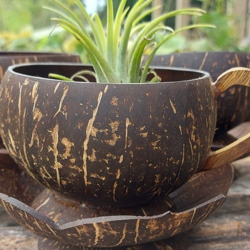 Natural Coconut Shell Cups - Etsy