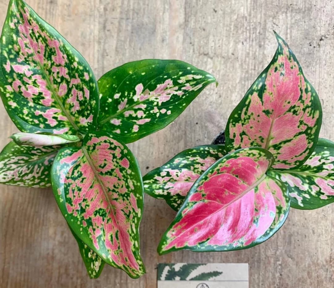 AGLAONEMA rose princesse Monstera plante rose Veriagated avec - Etsy France