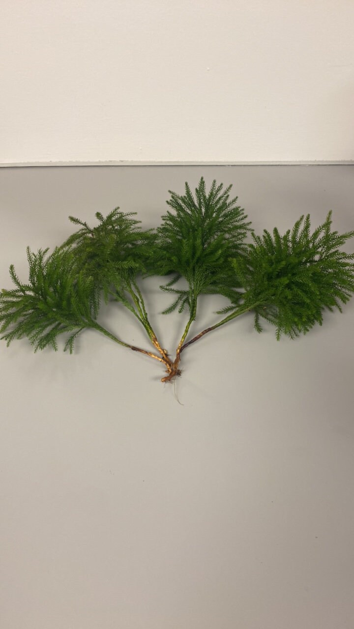 Freshly Picked Princess Pine - Etsy