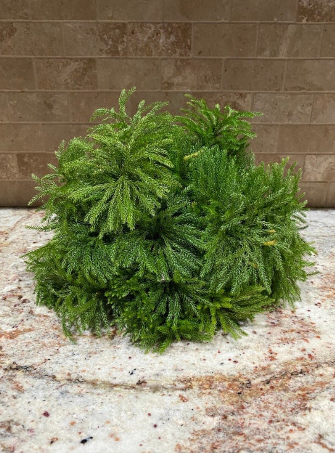 Freshly Picked Princess Pine - Etsy