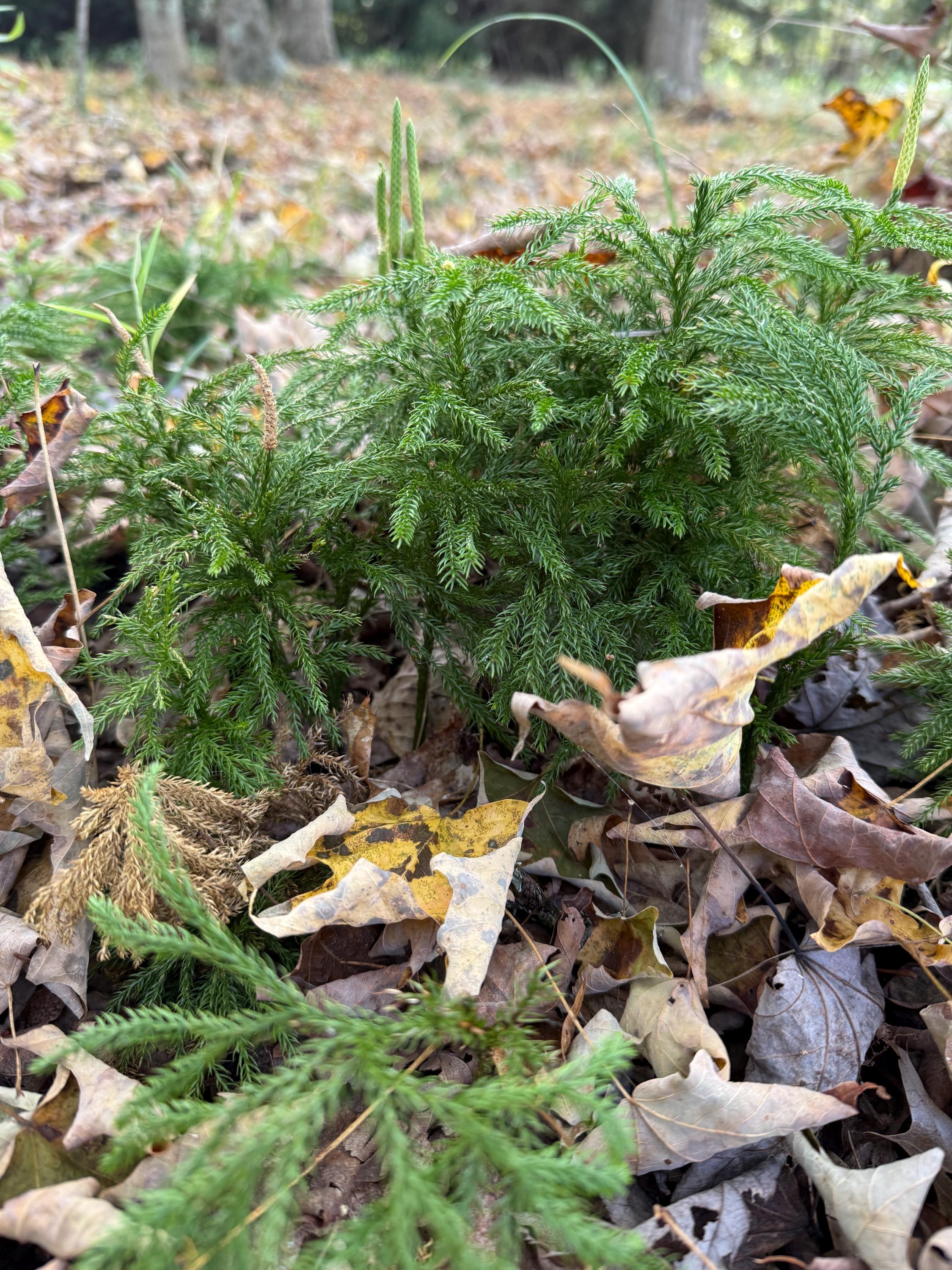 Freshly Picked Princess Pine - Etsy