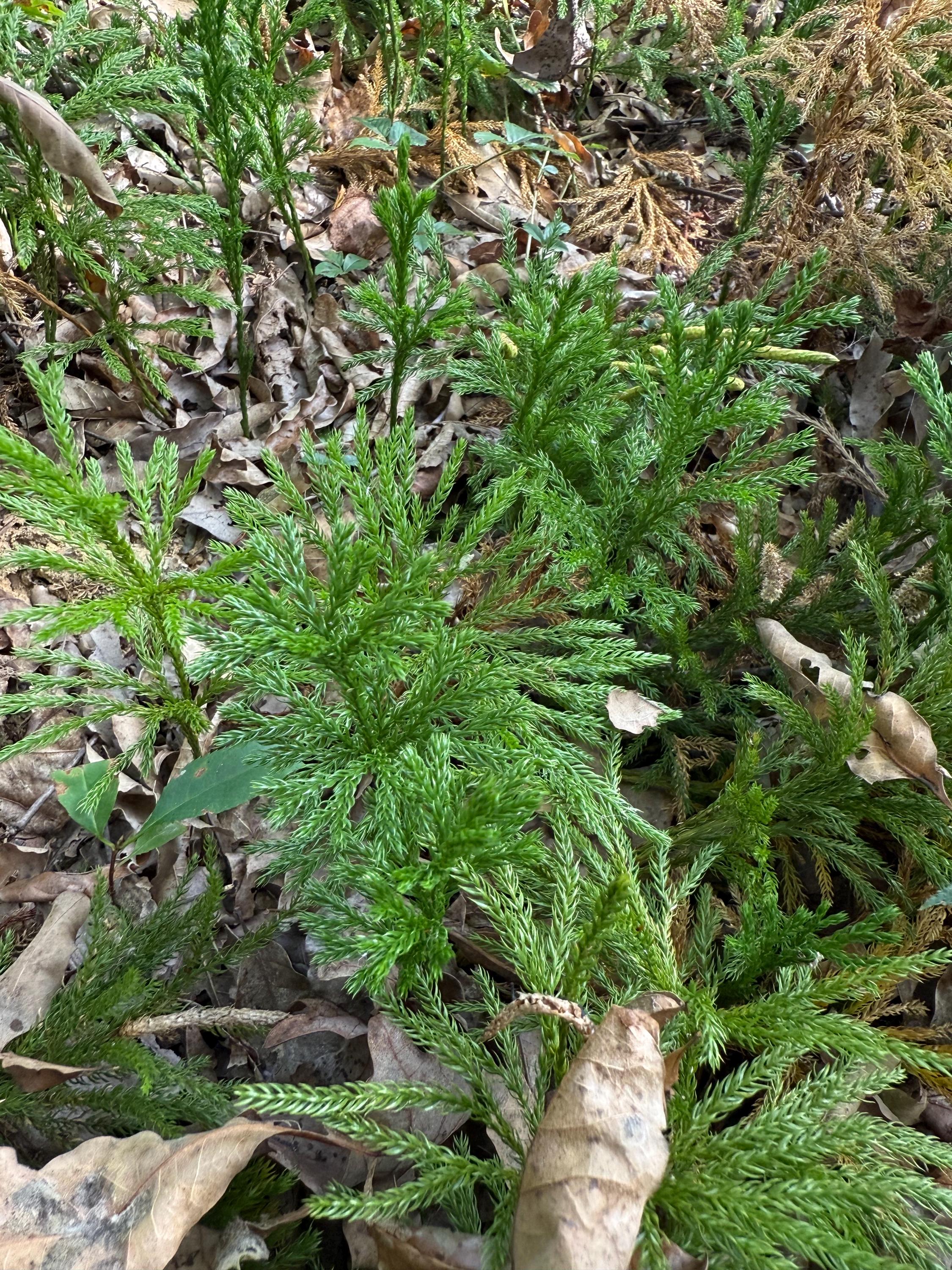 Freshly Picked Princess Pine - Etsy