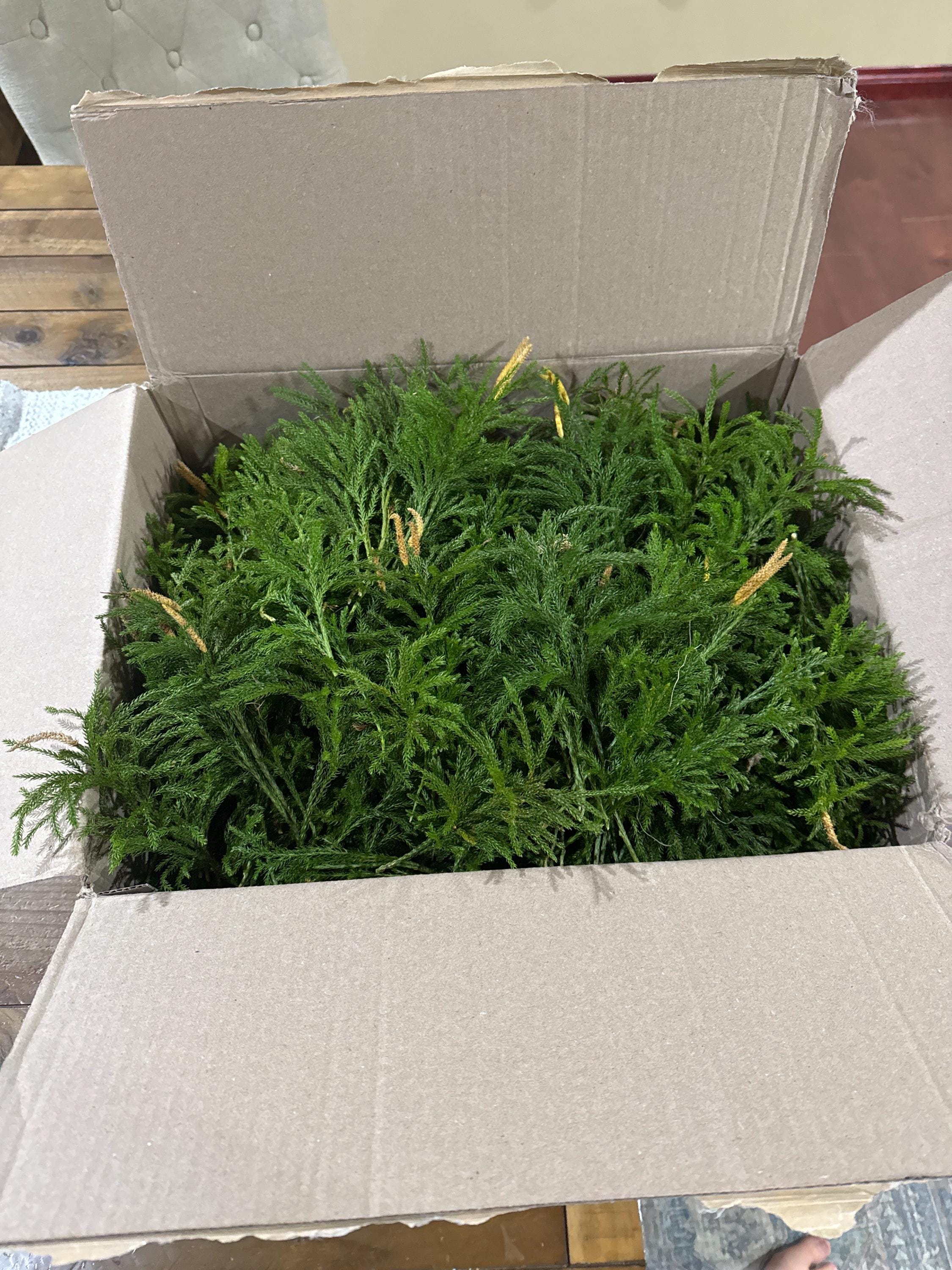 Princess Pine in Bulk - Etsy