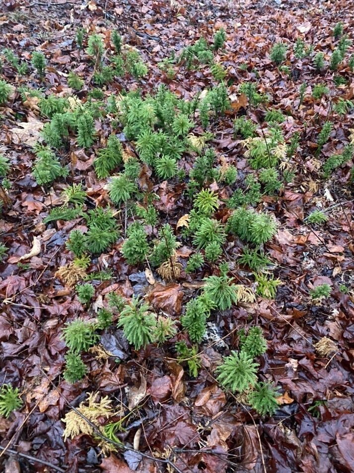 Freshly Picked Princess Pine - Etsy