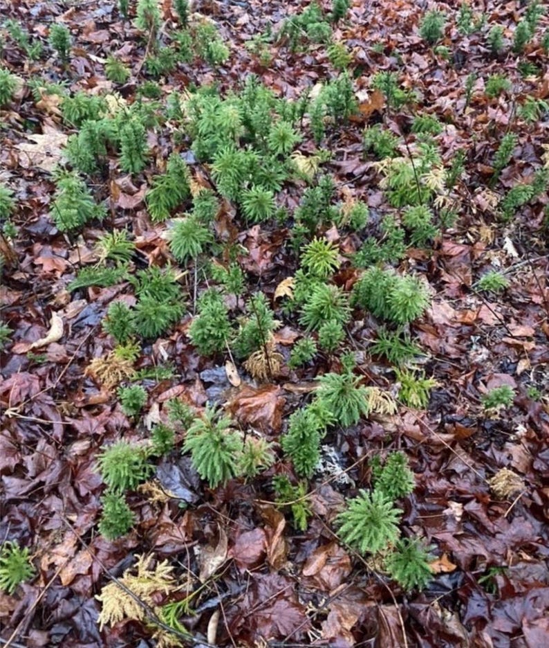 Princess Pine With Root - Etsy