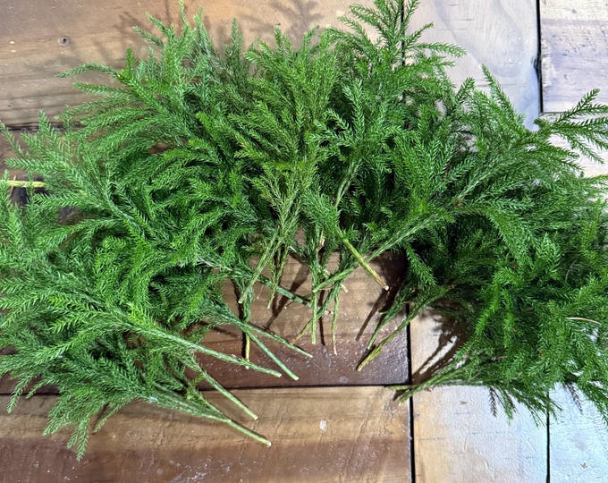 Princess Pine, Sustainably Harvested, Native Plant, Terrariums, Fairy ...