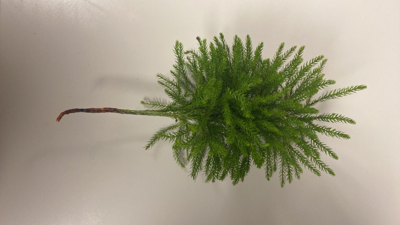 Freshly Picked Princess Pine - Etsy