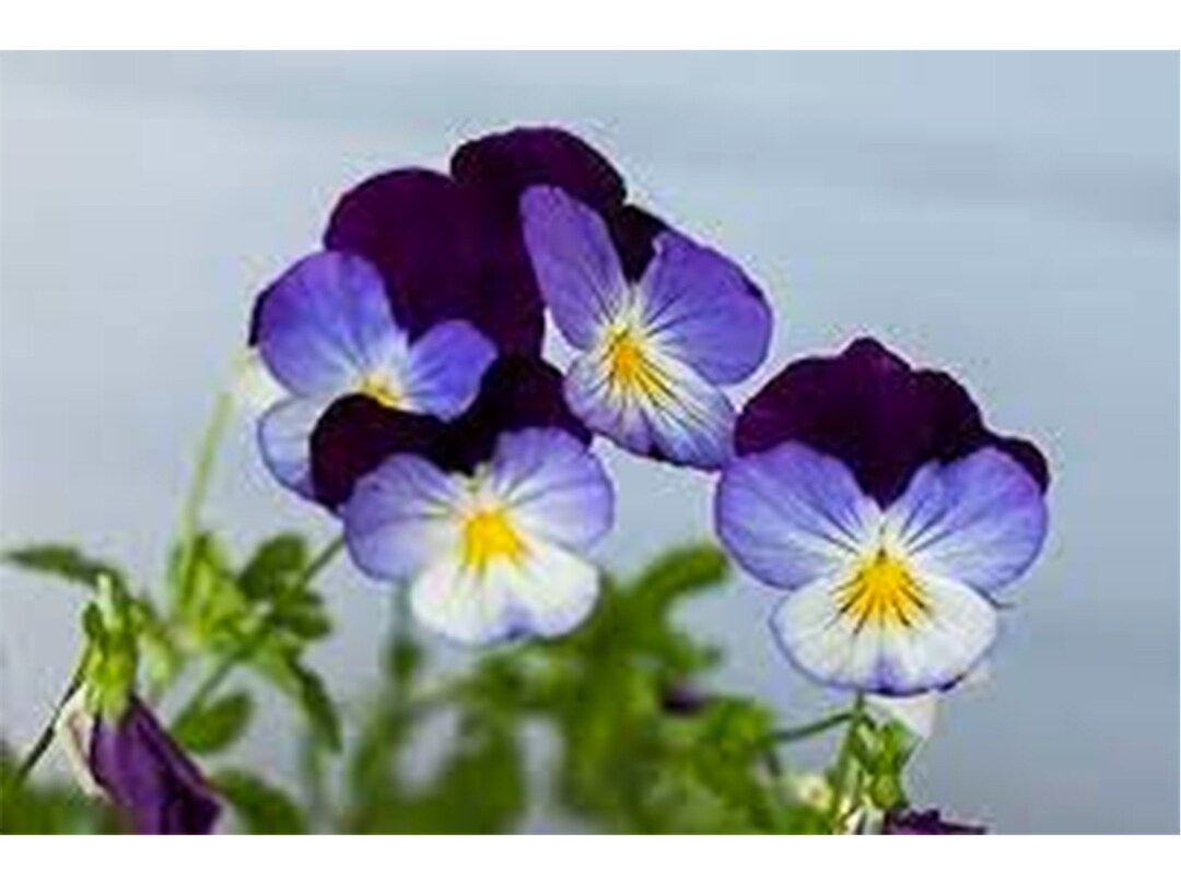 No.106 ORDER Hand Embroidery - Pansy Flower - Etsy