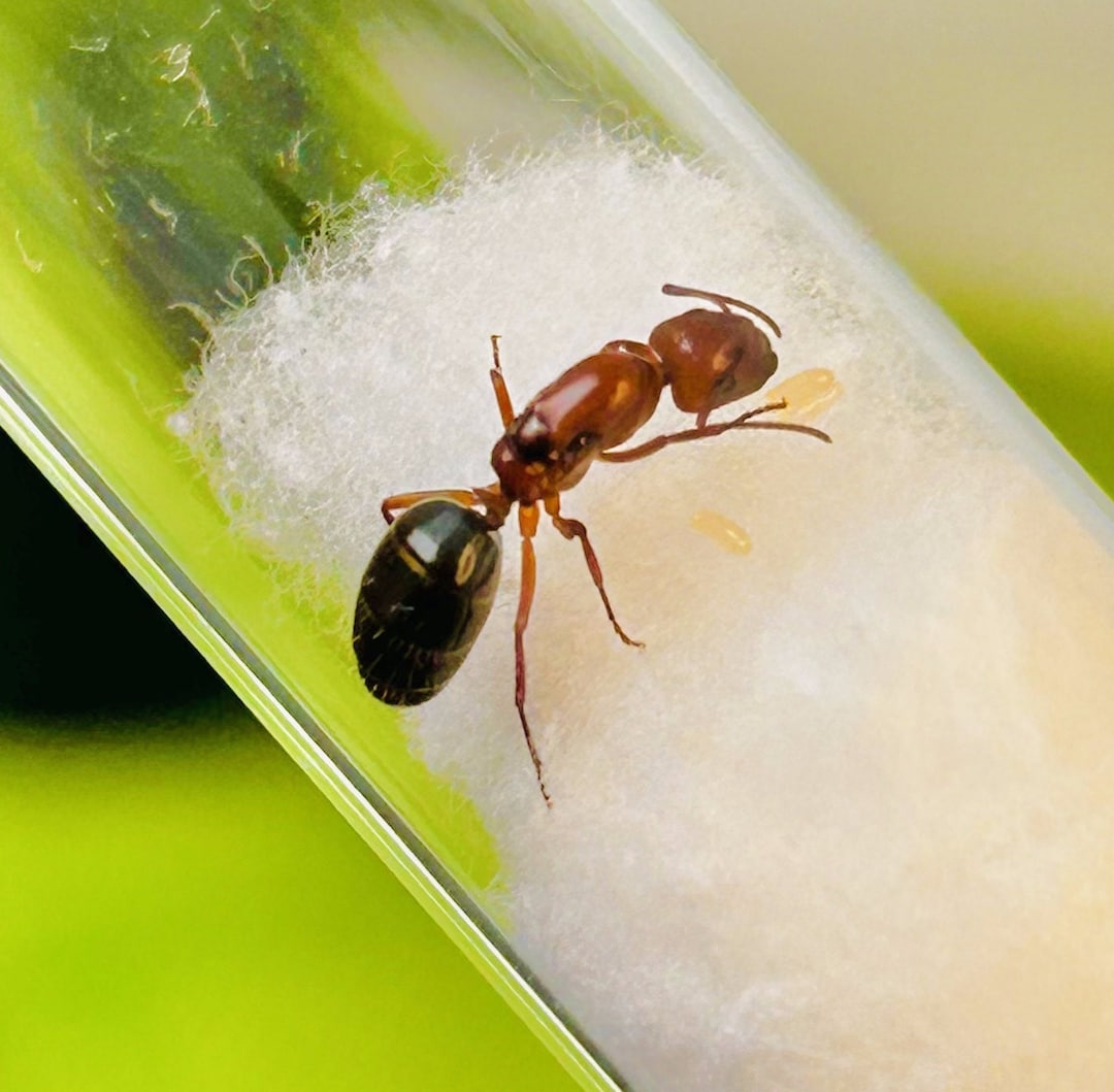 Rare Queen Ants for Sale With Eggs Easy Ruby Carpenter Ants - Etsy