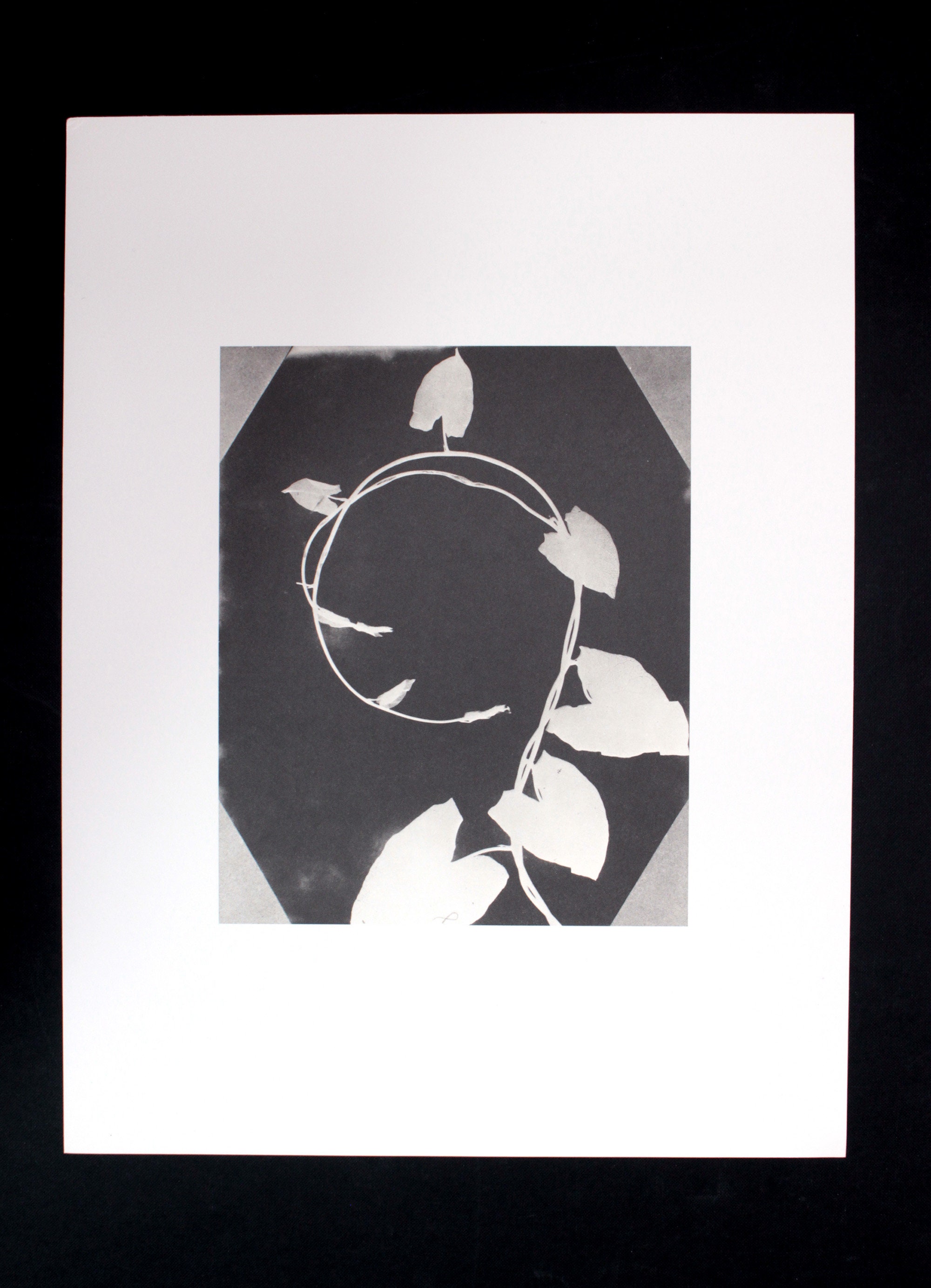 William Henry FOX TALBOT, Convovolus Leaf, Vintage Heliogravure Print ...