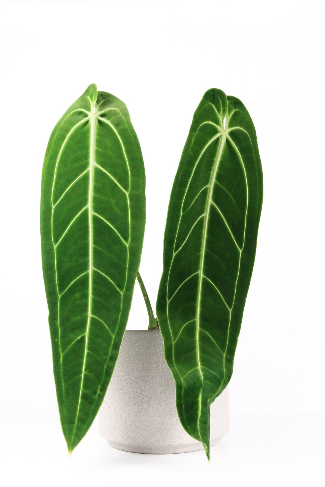 Anthurium Warocqueanum Queen Anthurium Rare Anthurium Rare - Etsy