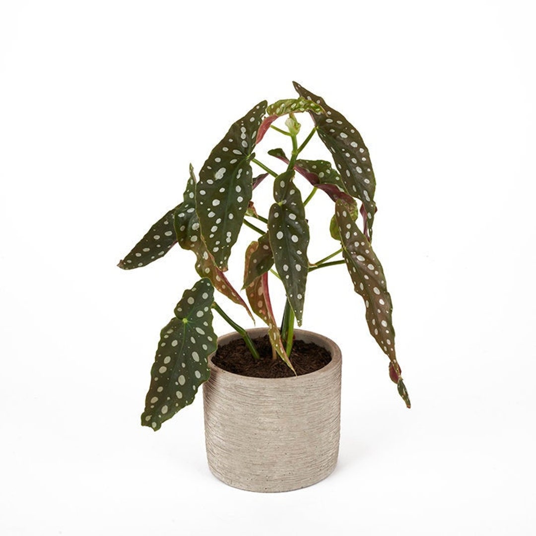 Begonia Maculata tall, Angel Wings Begonia, Polka Dot Plant, Live Plant ...