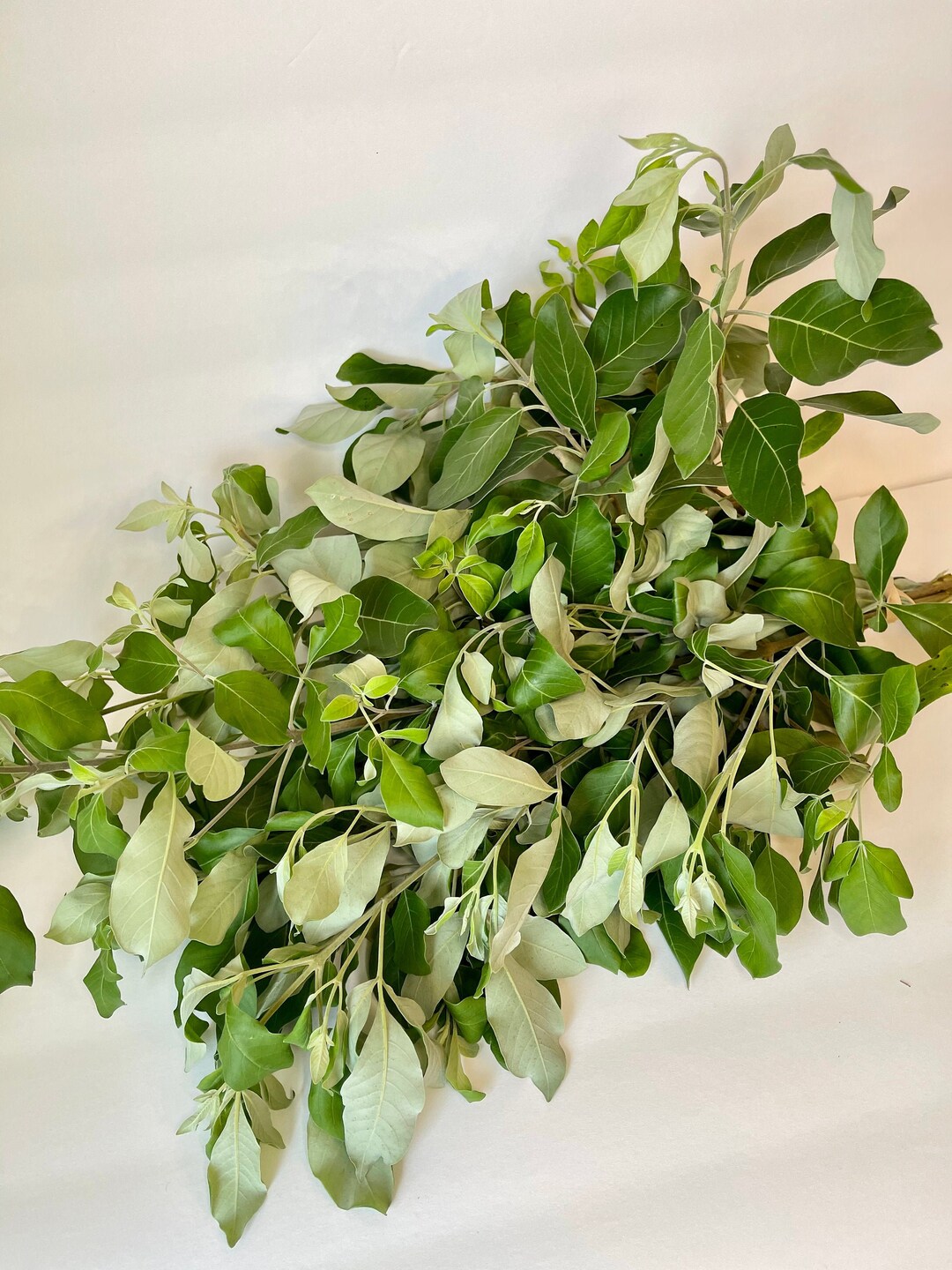 Vencedor Bunch Racimo De Vencedor Fresh Vencedor Racimo De Limpieza ...