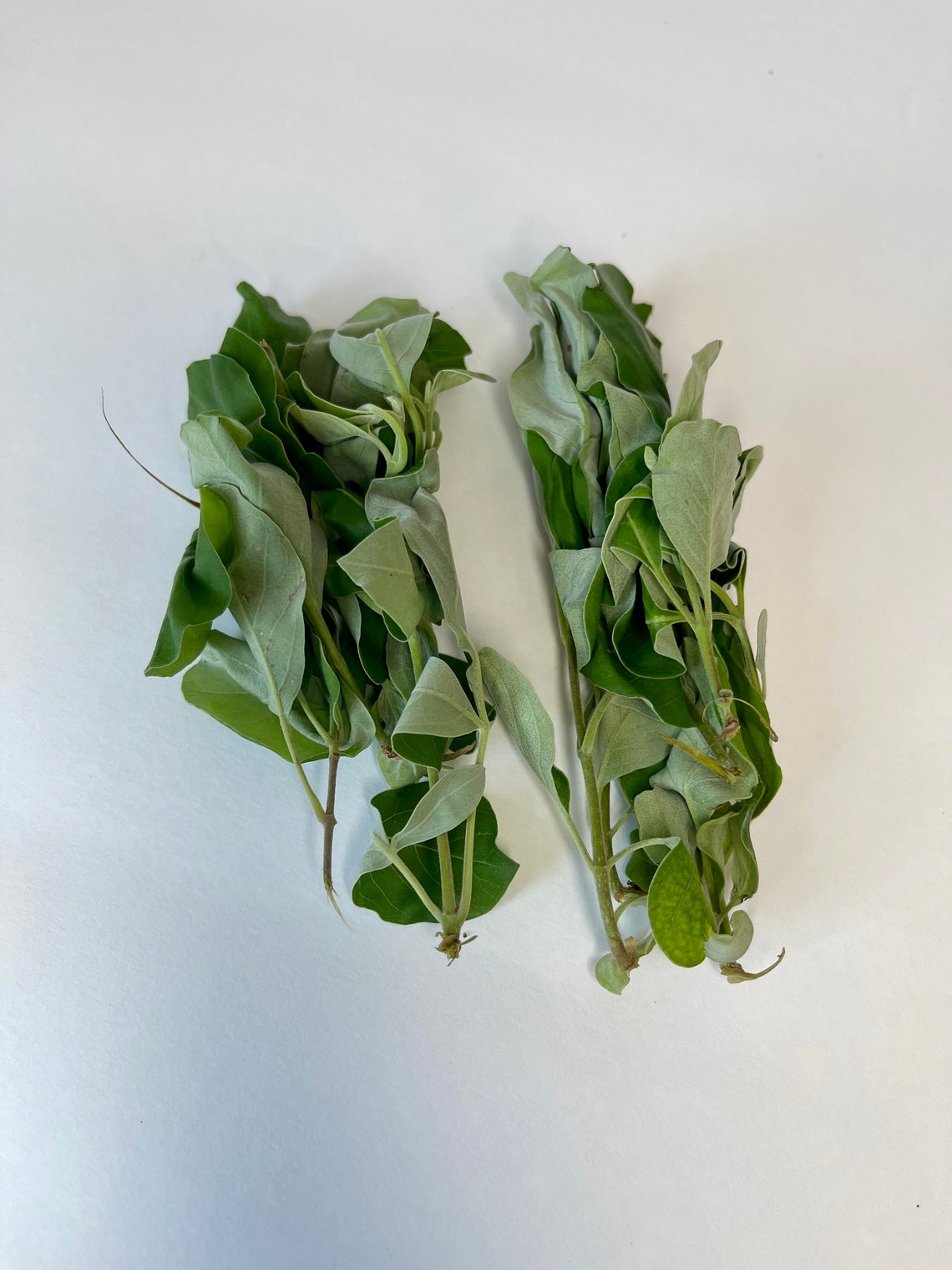 Vencedor Leaf's Hoja's De Vencedor Fresh Vencedor - Etsy