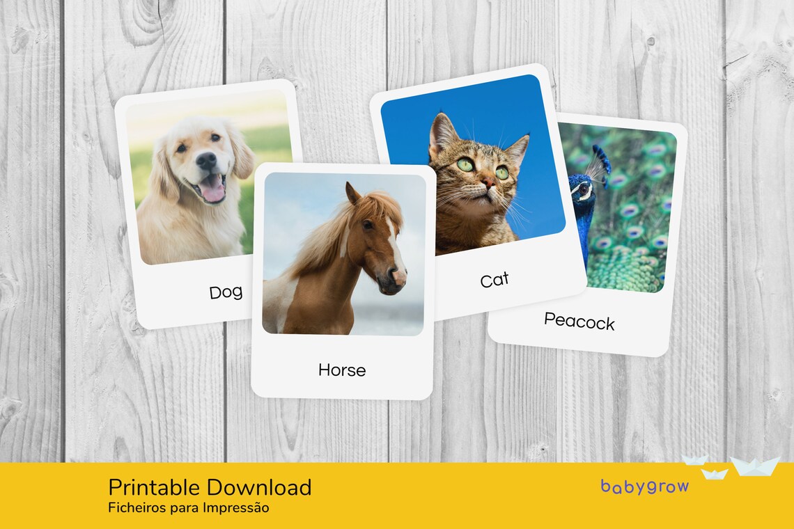 Real Animals Flashcards for Babies and Toddlers | Photos | Images ...