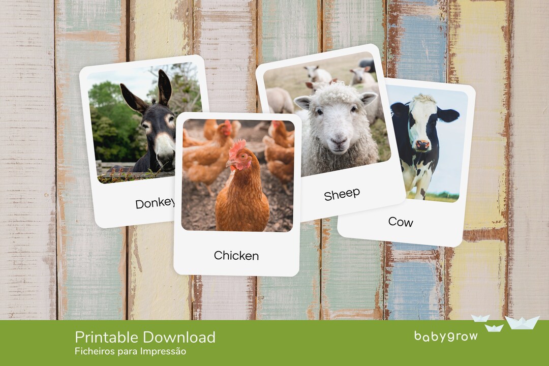 Real Animals Flashcards for Babies and Toddlers | Photos | Images ...
