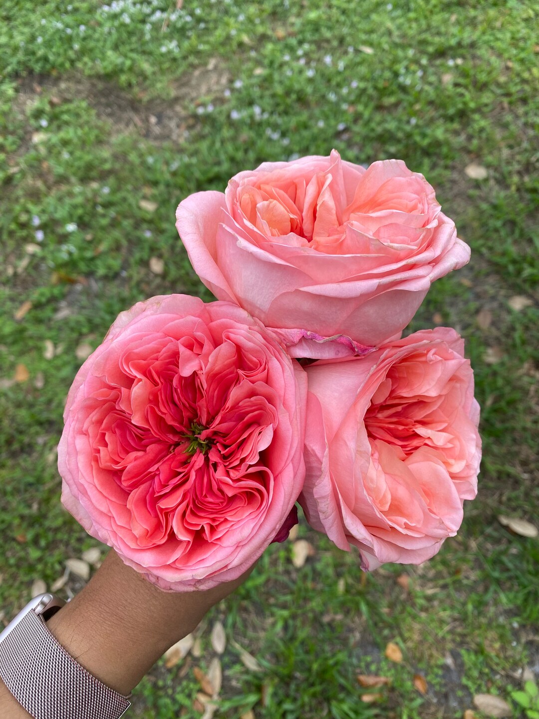 Coral Xpression Florist Garden Rose (SHIPPING NOW) - Etsy