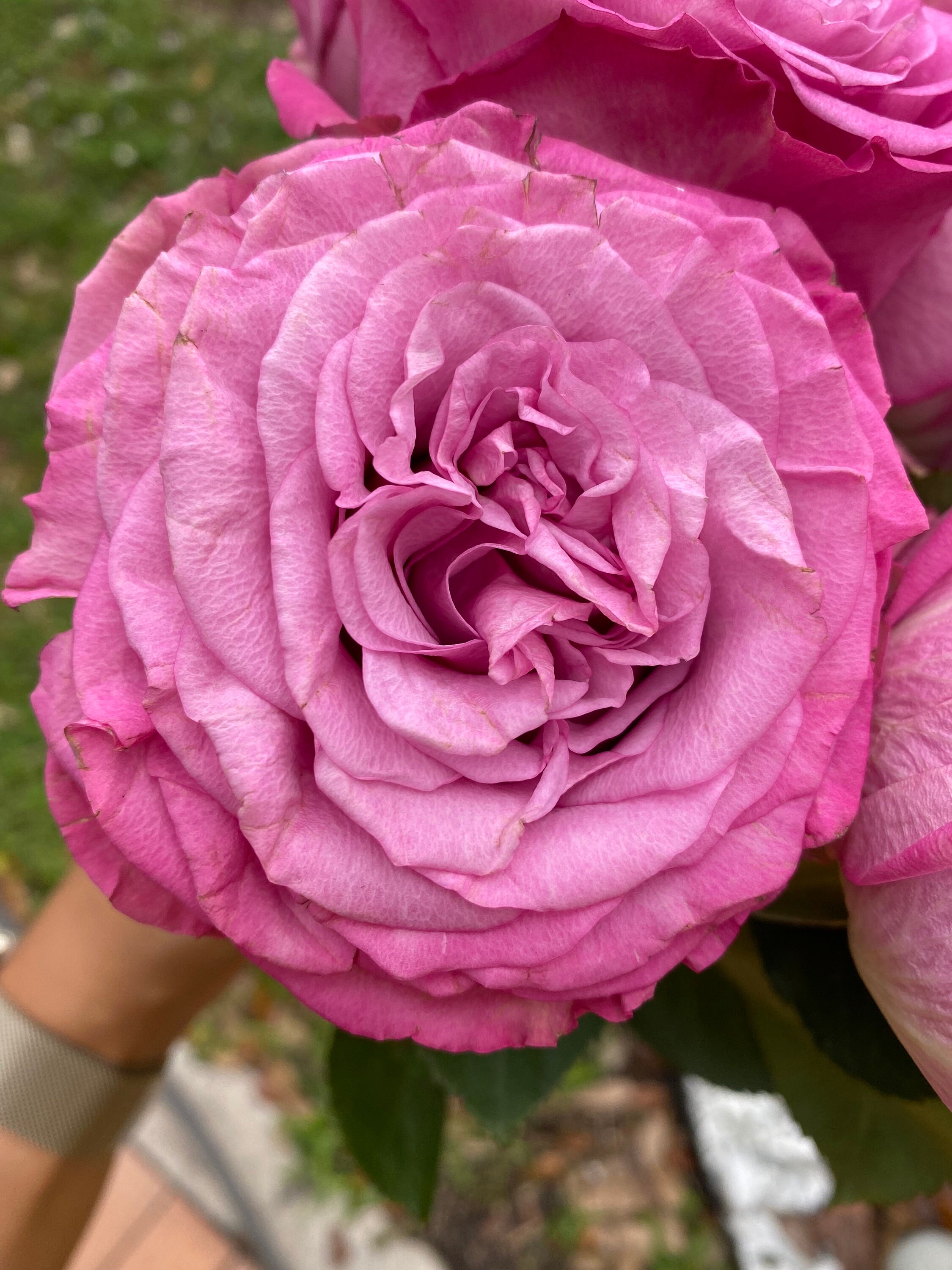 Ashley Rose Bush SHIPS IN FALL - Etsy
