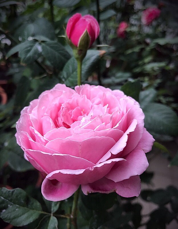 Soeur Emmanuel French Garden Rose NOW SHIPPING - Etsy