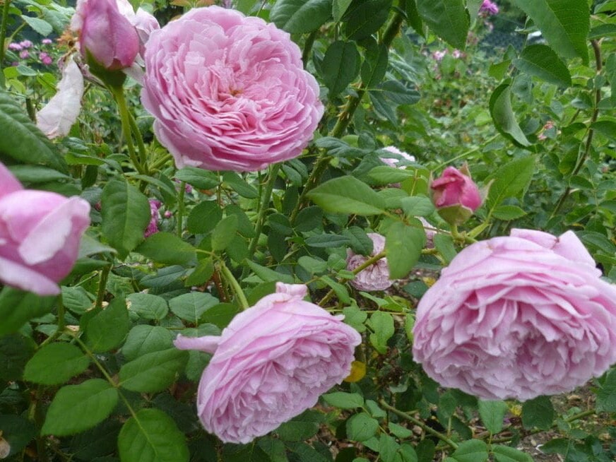 Spirit of Freedom Pre-order Live Rose Bush ausbite SHIPS IN FALL - Etsy