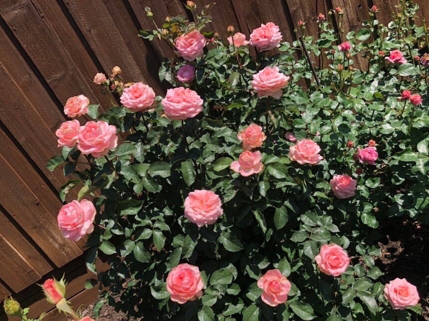 Savannah Live Rose Bush korvioros FRAGRANT Own Root Garden Rose - Etsy