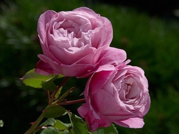 Soeur Emmanuel French Garden Rose NOW SHIPPING - Etsy