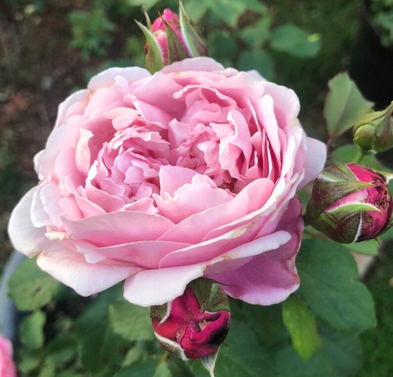 Soeur Emmanuel French Garden Rose NOW SHIPPING - Etsy