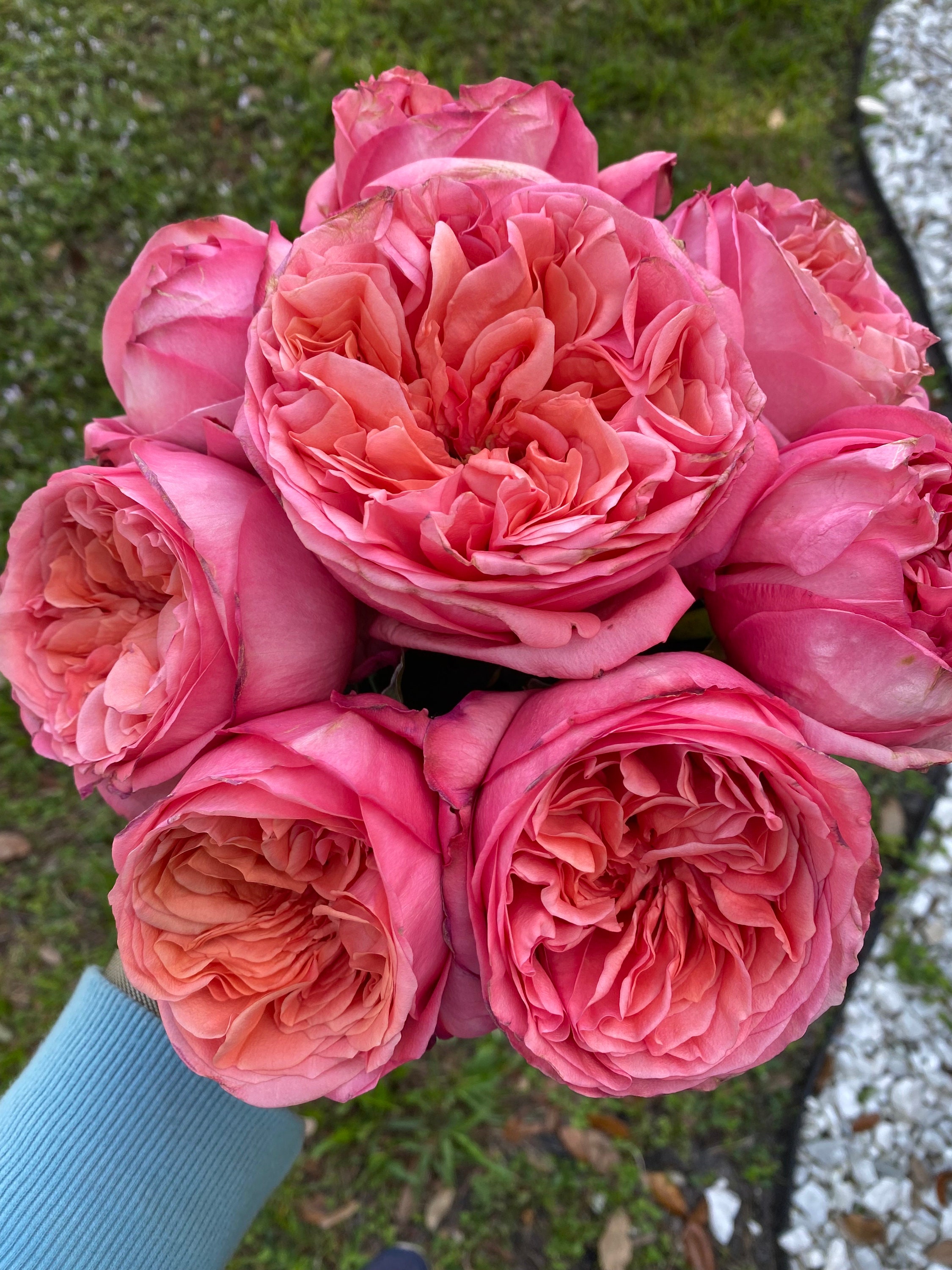 Deep Xpression Florist Garden Rose SHIPPING NOW - Etsy