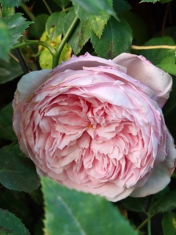 Spirit of Freedom Pre-order Live Rose Bush ausbite SHIPS IN FALL - Etsy