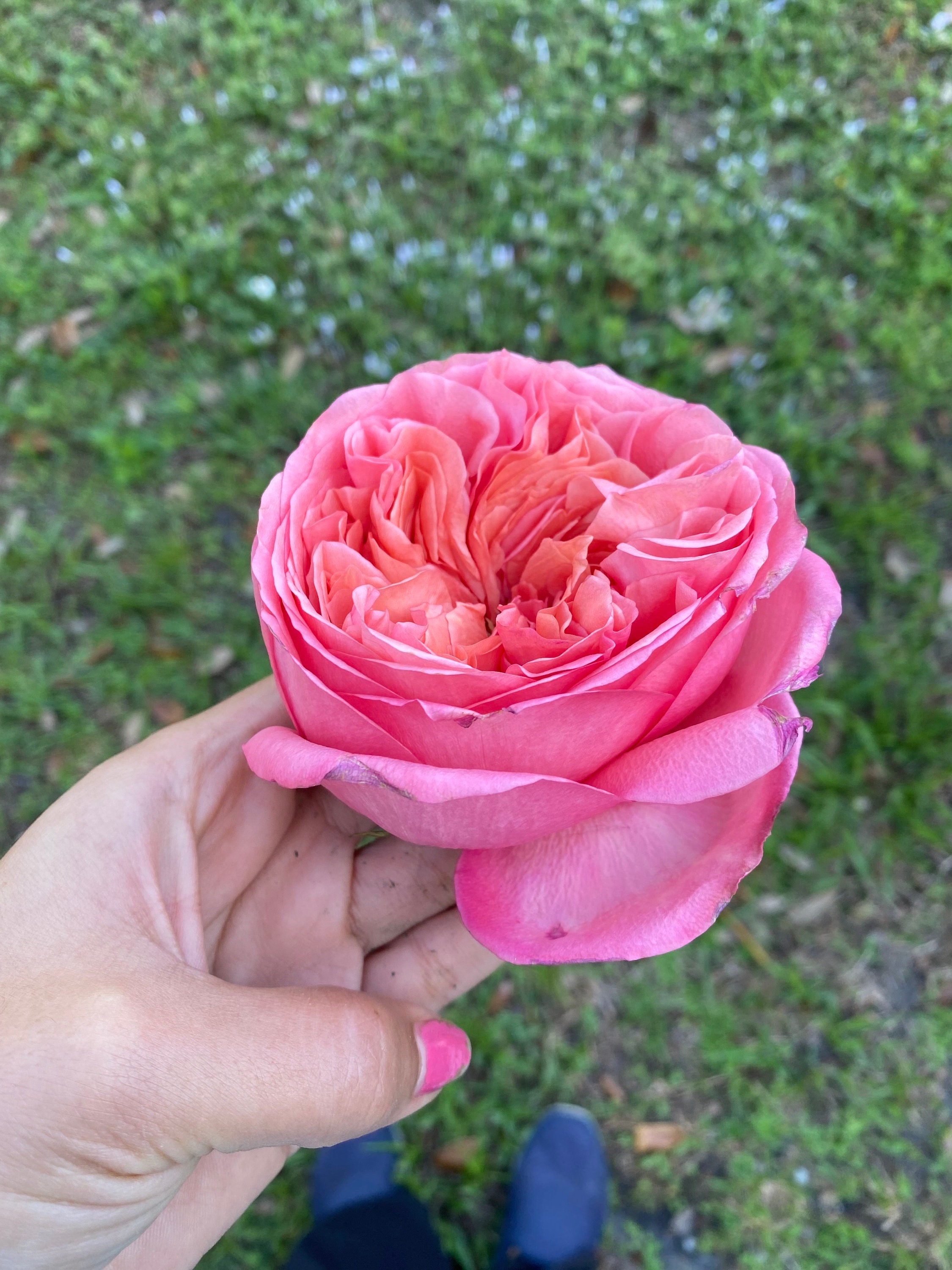 Deep Xpression Florist Garden Rose SHIPPING NOW - Etsy