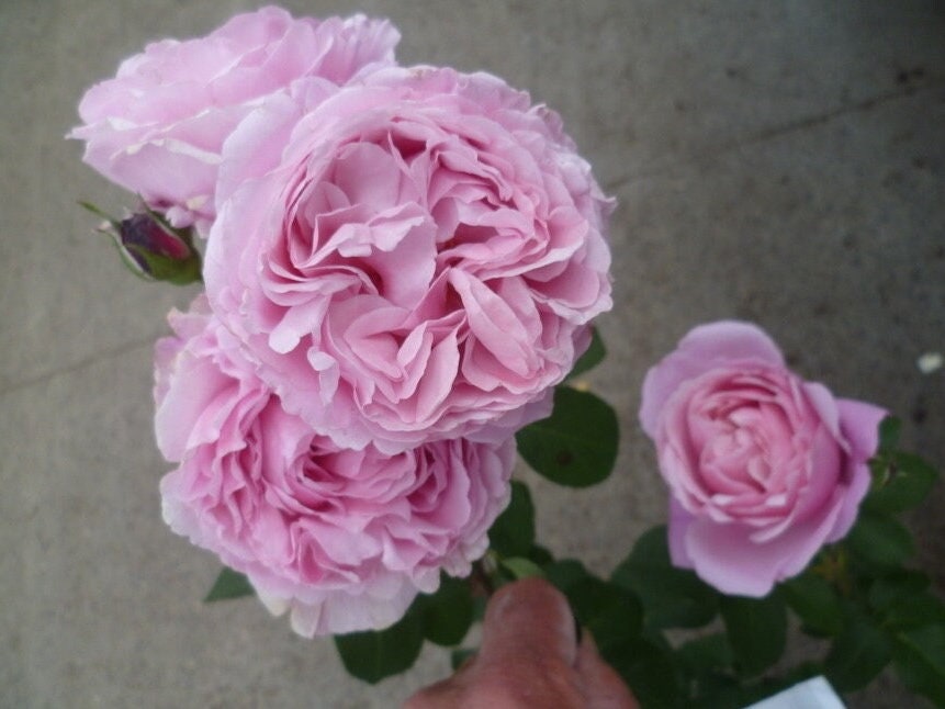 Soeur Emmanuel French Garden Rose NOW SHIPPING - Etsy