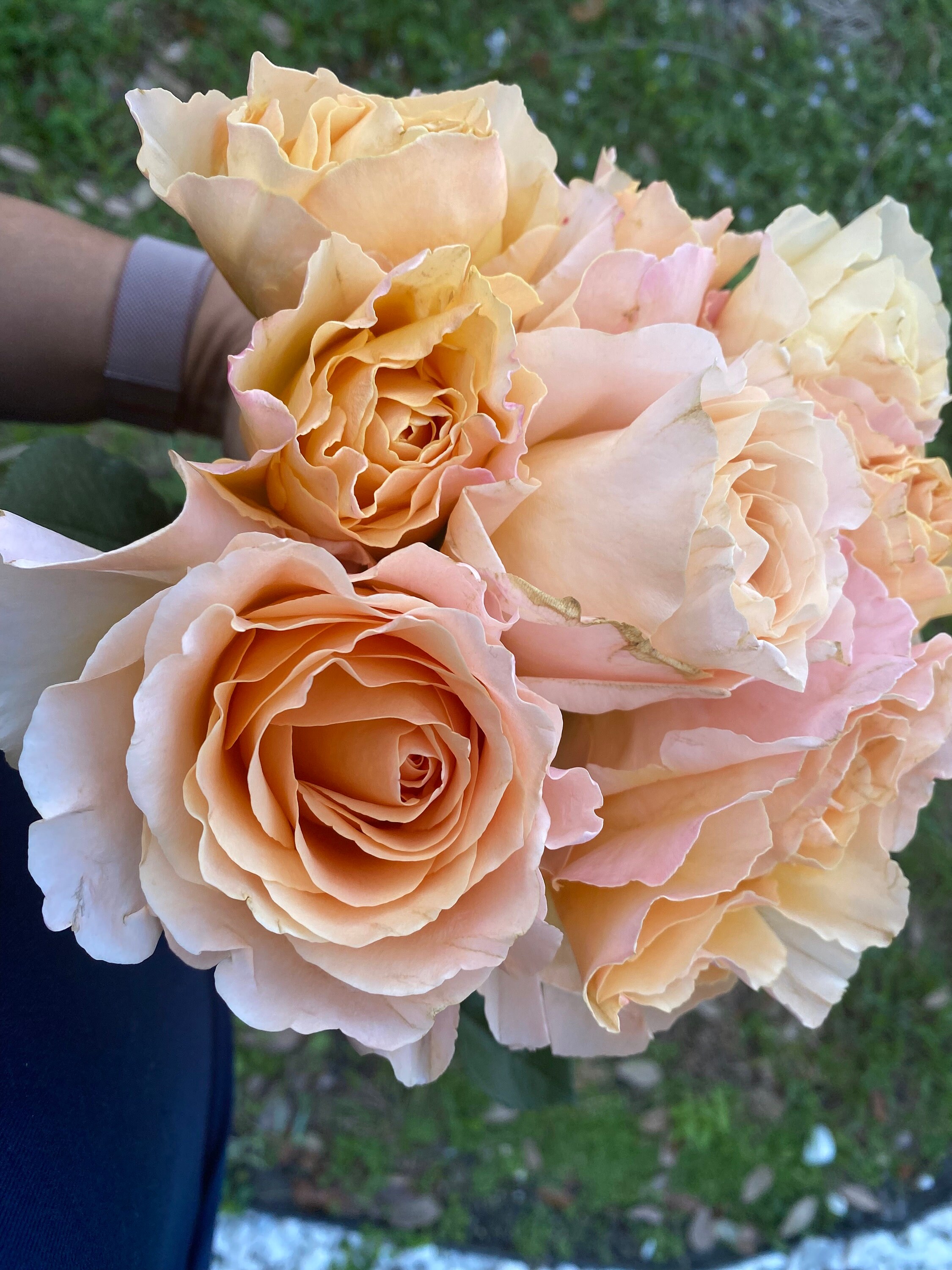 Peach Ruffle Florist Garden Rose SHIPS IN SPRING - Etsy
