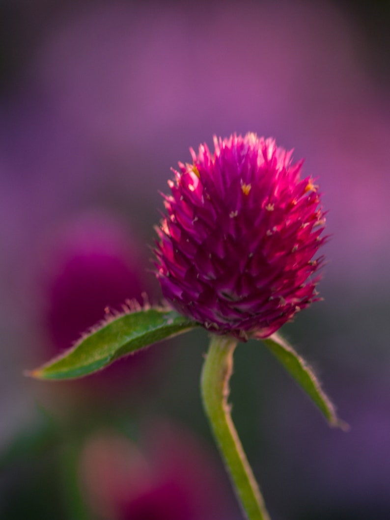 Digital Download: Purple Gomphrena/clover Bloom Fine Art Photography - Etsy