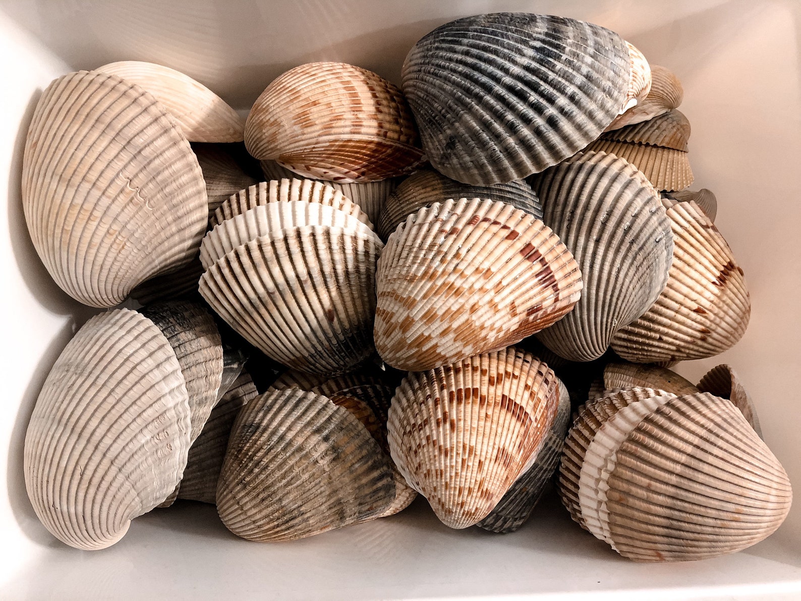 Atlantic Cockle Shells - Set of 6 - Etsy