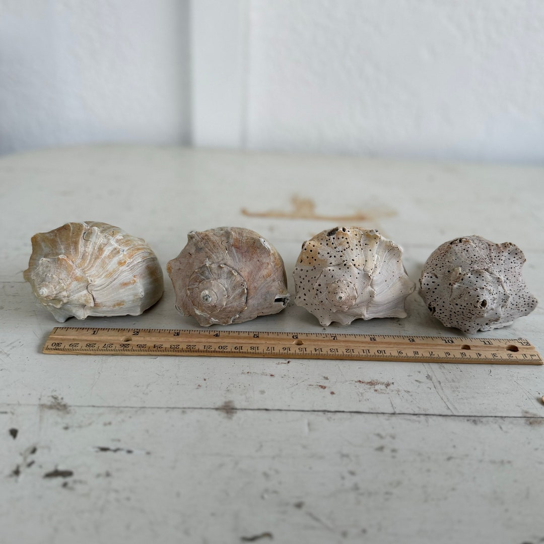 4 Vintage-looking Medium Shells - Etsy