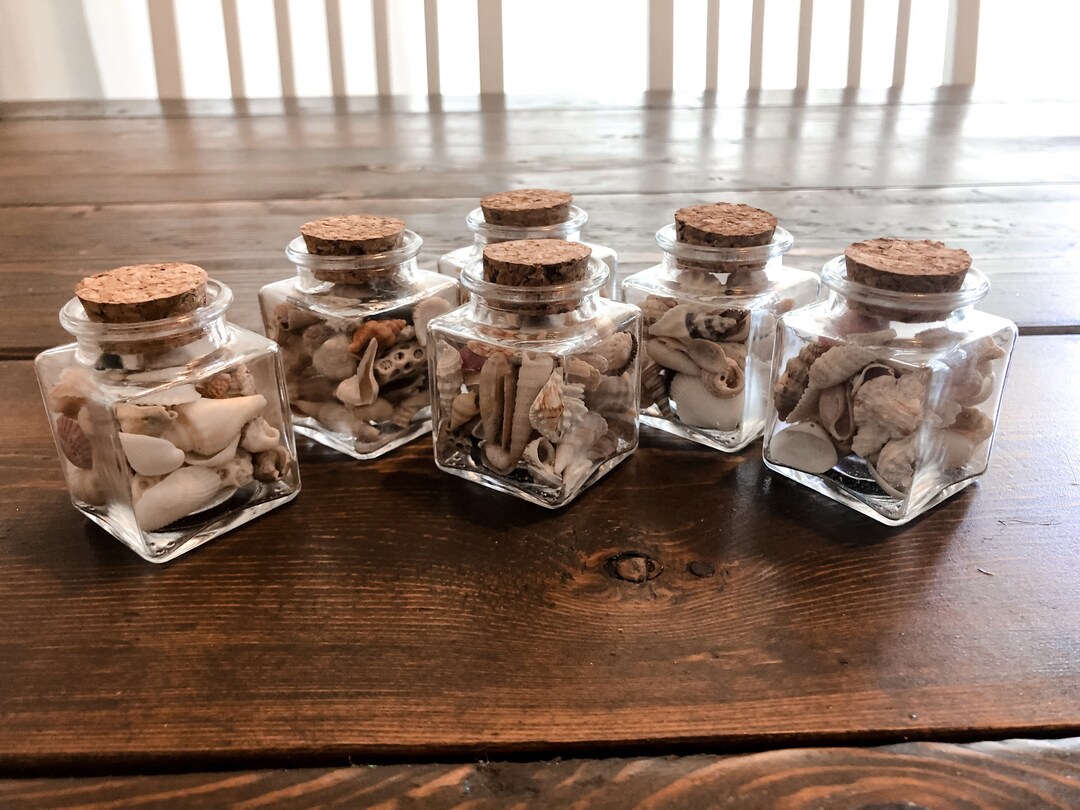 Florida Seashells in a Small Glass Jar - Etsy