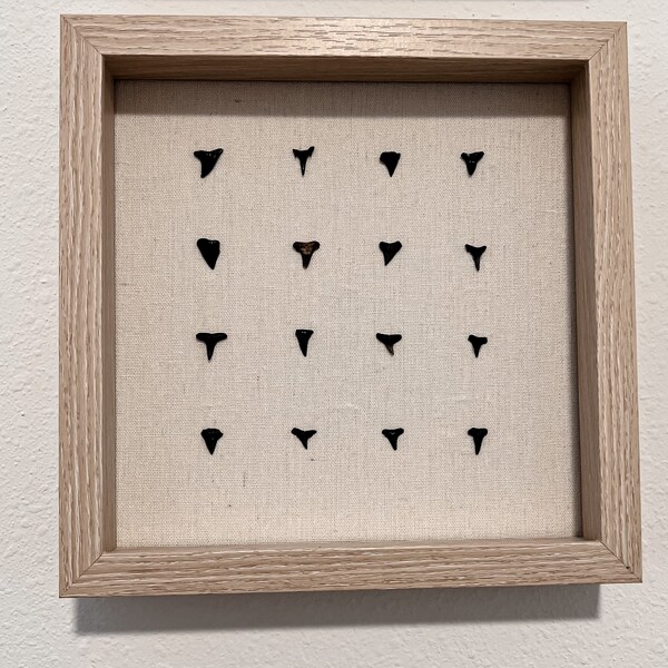 Shadow Box for Shark Teeth - Etsy