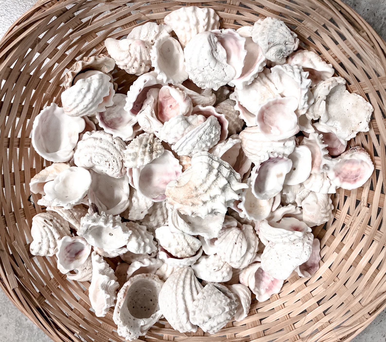 24 Spiny Jewel Box Shells - Etsy